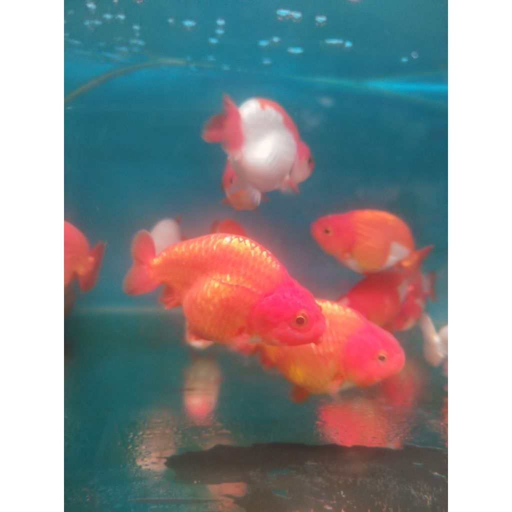 Jual IKAN KOKI RANCU RW TINY TAIL 8-9CM | Shopee Indonesia