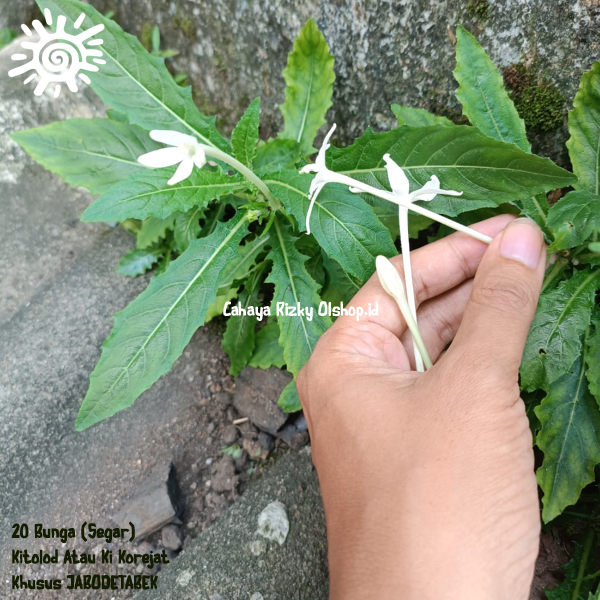 Jual bunga kitolod segar 20 pcs bunganya saja khusus jabodetabek ...