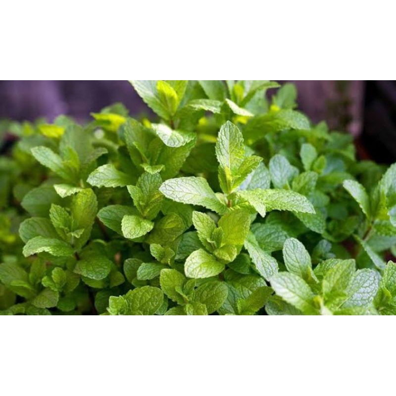 Jual sayuran mini hidroponik daun min 100gram | Shopee Indonesia