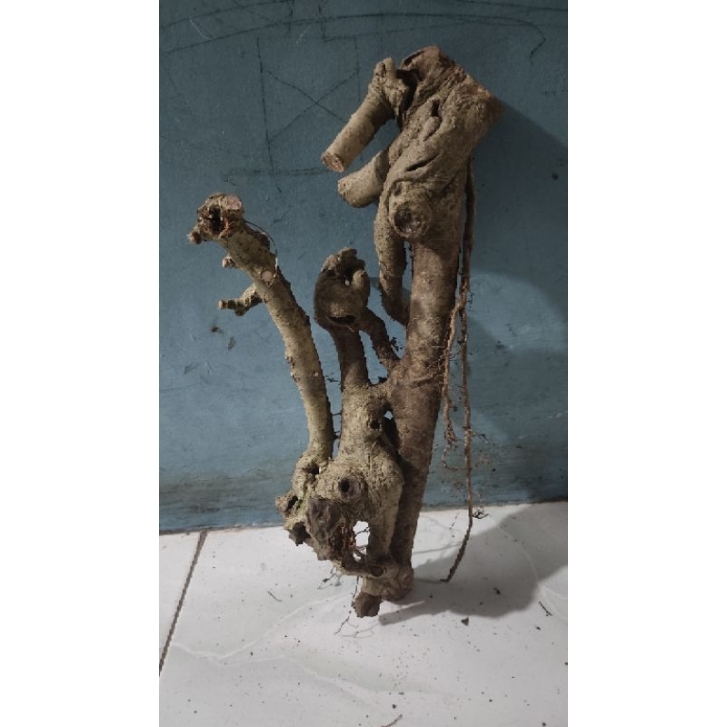 Jual bahan bonsai ficus beringin preh Bunut realpic sesuai gambar ...