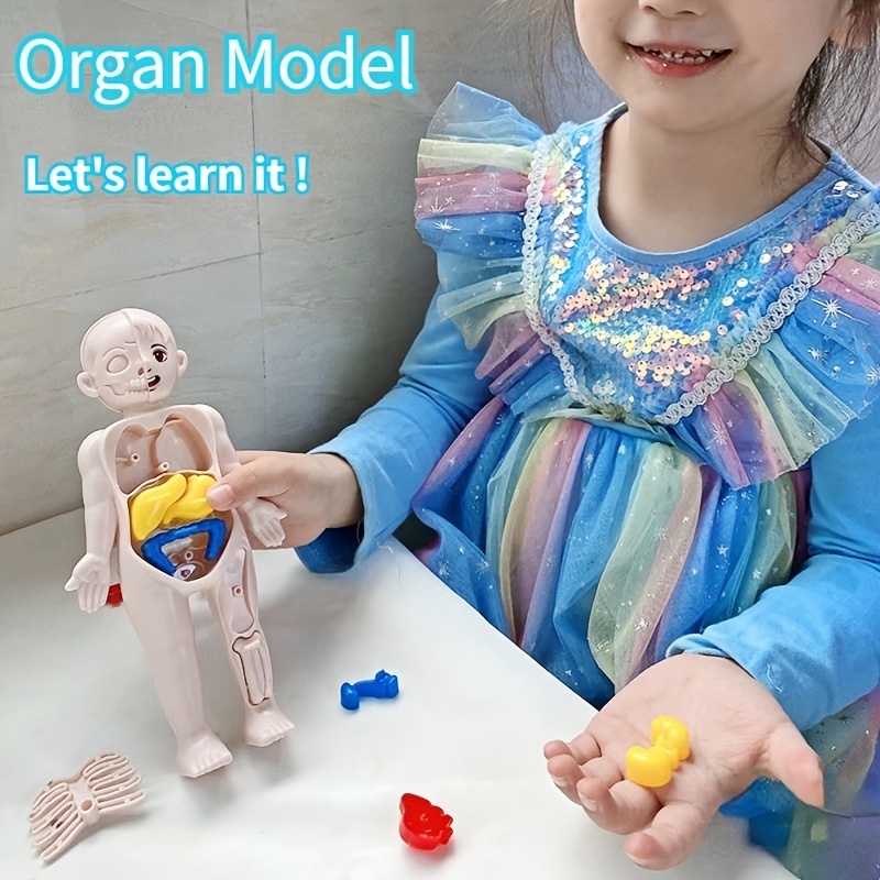 Jual Mainan Edukasi Mengenal Organ Tubuh Manusia - Human Organ Model ...