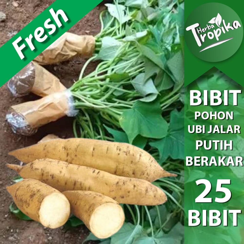 Jual Bibit Pohon Ubi jalar Putih isi 25 batanag berakar siap tanam toko ...