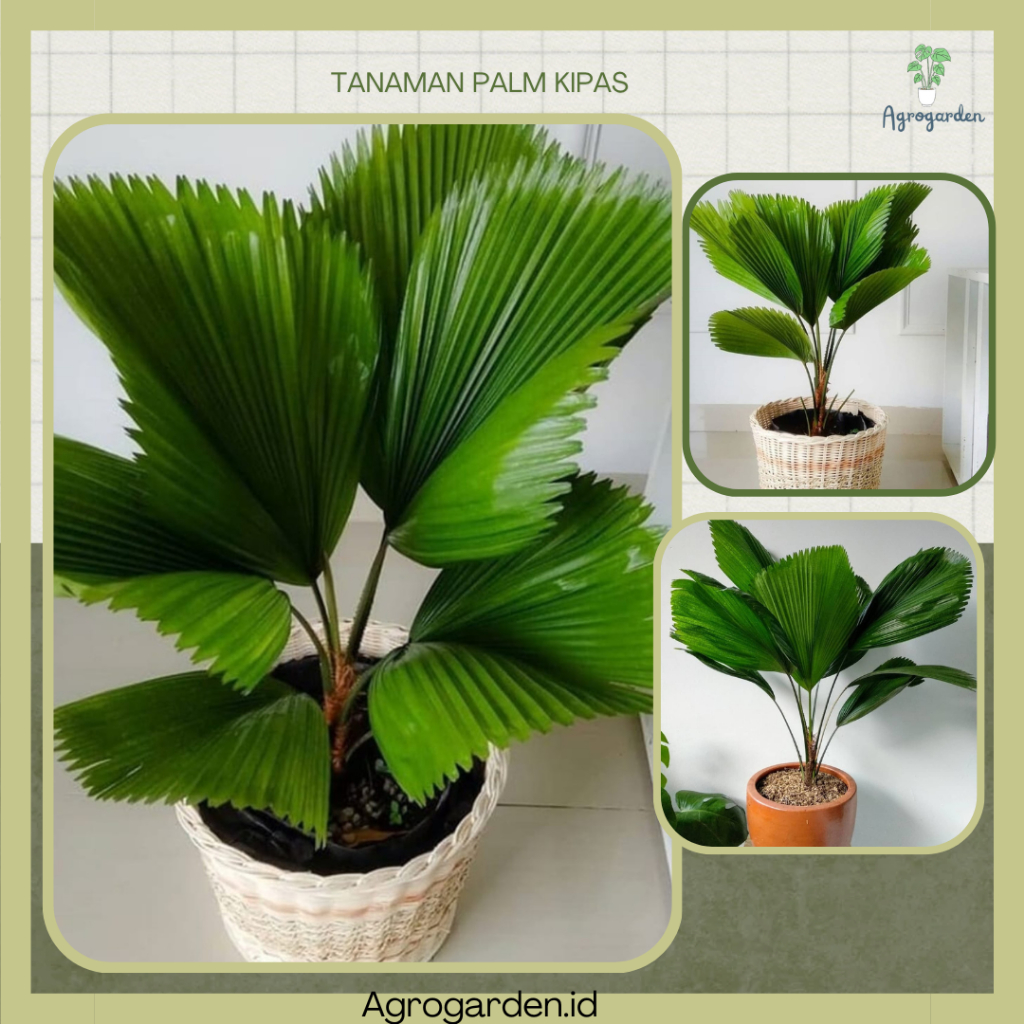 Jual Tanaman Hias Palem Kipas - Tanaman Hias Pohon Palem Kol - Tanaman ...
