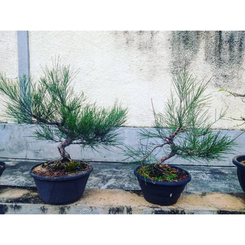 Jual Tanaman Bunga Cemara Udang(Casuarina Equisetifolia) - Bibit bunga ...