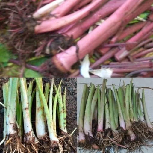 Jual Bibit Talas Pratama 1, 2 dan 3 ( isi 100 batang ) | Shopee Indonesia