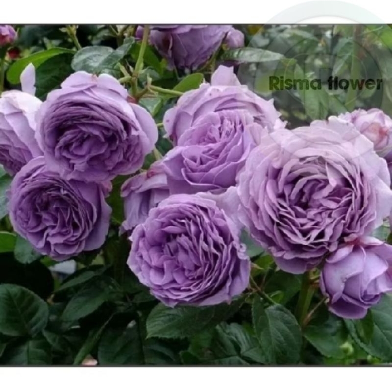 Jual Pohon bunga mawar kinda blue / Tanaman hias pohon bunga mawar ...