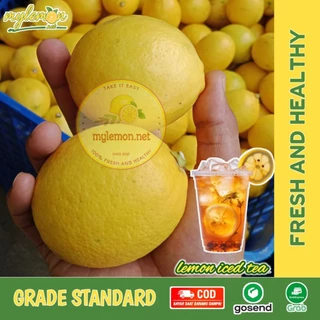 Jual Buah Lemon Terlengkap & Harga Terbaru Desember 2025 | Shopee Indonesia