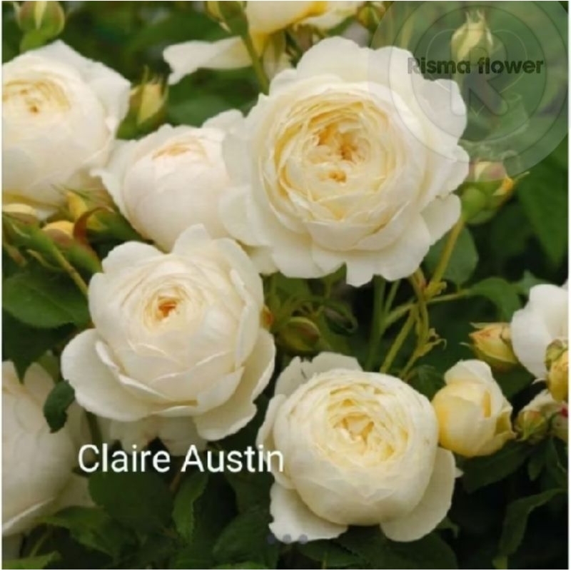Jual Tanaman bunga mawar Claire Austin siap berbunga / pohon bunga ...