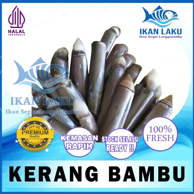 Jual Kerang Bambu Fresh 1kg – Premium Seafood Besar Kecil Frozen ...