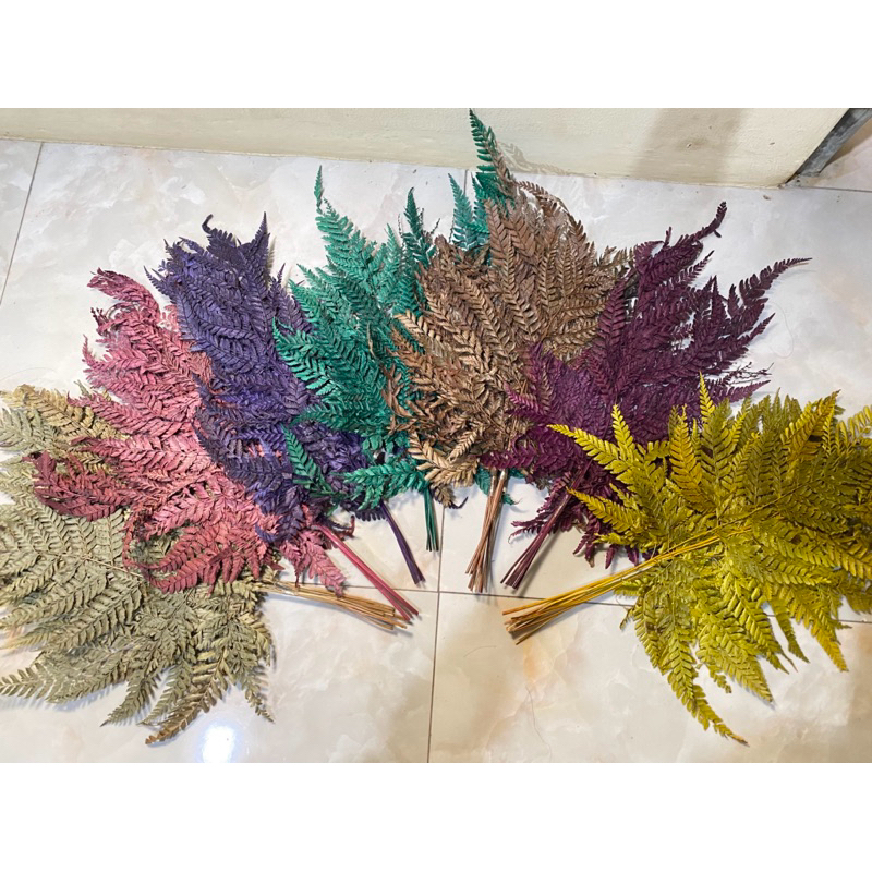 Jual DAUN PAKIS KERING PAKET 500 IKAT | Shopee Indonesia