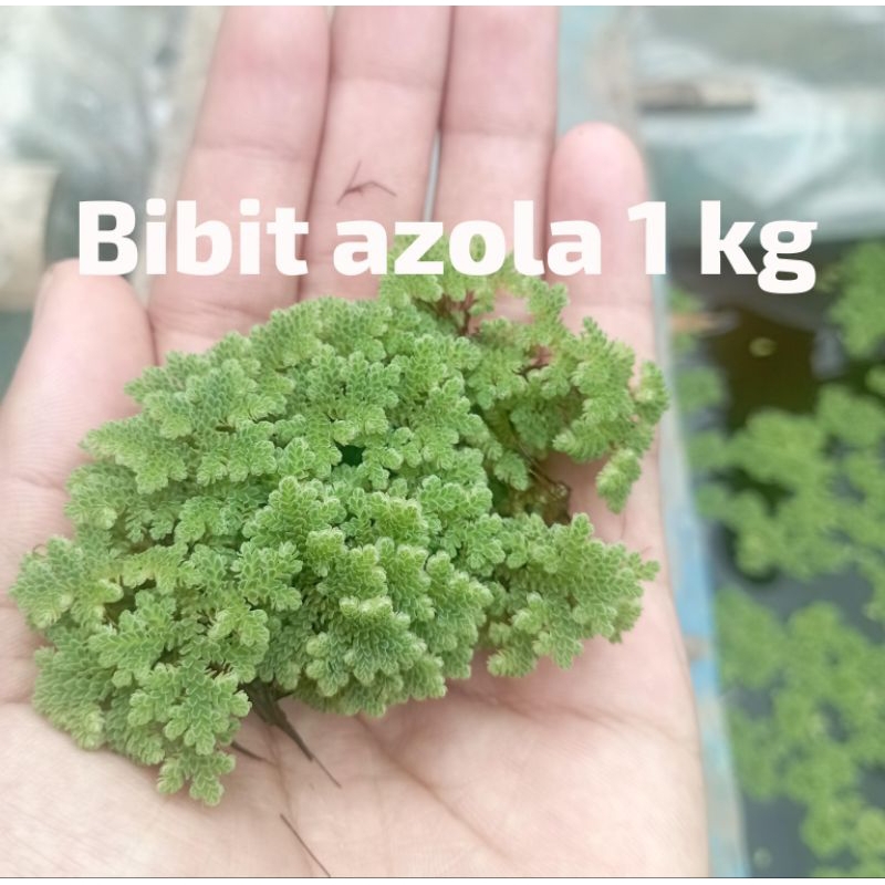 Jual Bibit azola | Azola gemuk | Pakan ternak | azola 1 kg | Shopee ...