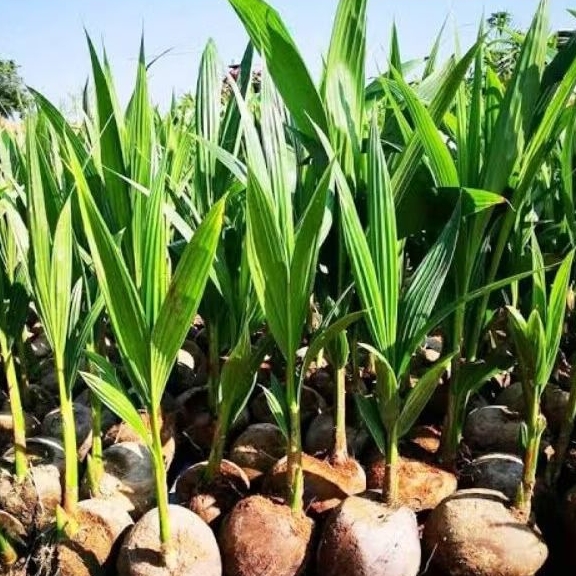 Jual Bibit Asli Kelapa Genjah Entok Kelapa Entog Unggul Murah ...