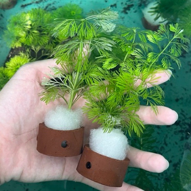 Jual Tanaman Air Hydrilla/Ekor Tupai/Ambulia dengan Pot | Shopee Indonesia