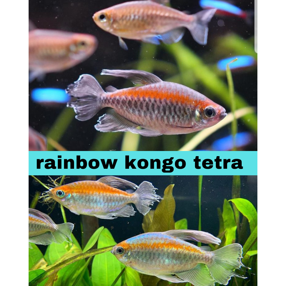 Jual Rainbow Kongo Tetra , IKAN HIAS CONGO TETRA SIZE INDUKAN | Shopee ...