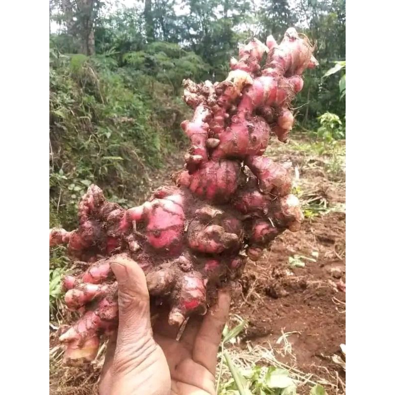 Jual Jahe merah obat tradisional 250 gram jahe merah | Shopee Indonesia