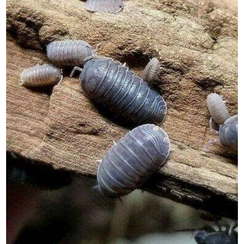 Jual Cubaris Murina Isopod / Pembersih Terrarium, Vivarium, Bioactive ...