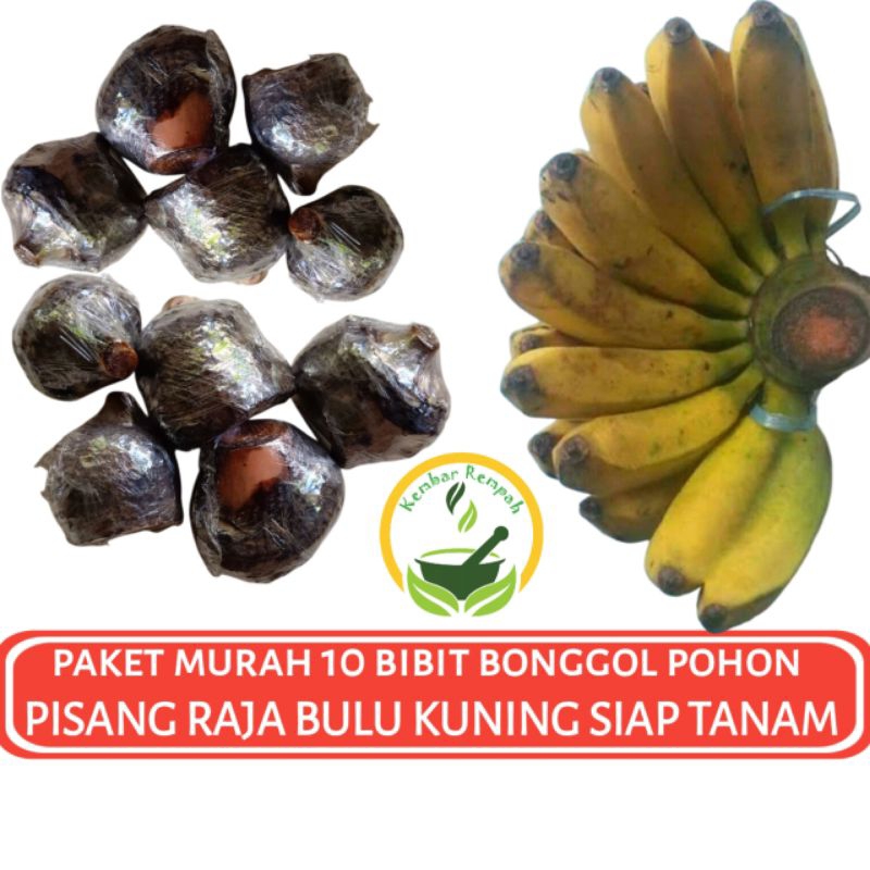 Jual Paket Murah 10 Bibit Bonggol Pisang Raja Bulu Kuning Dongkelan ...