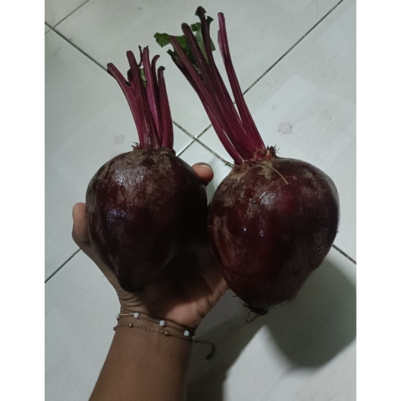 Jual Buah Bit ukuran super jumbo | Shopee Indonesia