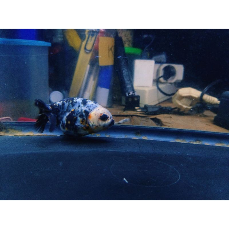 Jual koki ranchu lionchu sapi | Shopee Indonesia