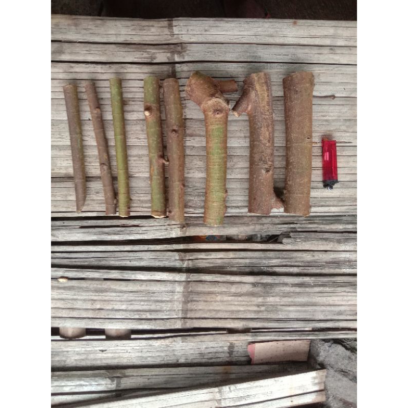 Jual bahan bonsai stekan batang loa diameter 2-4 cm, fresh cutting ...
