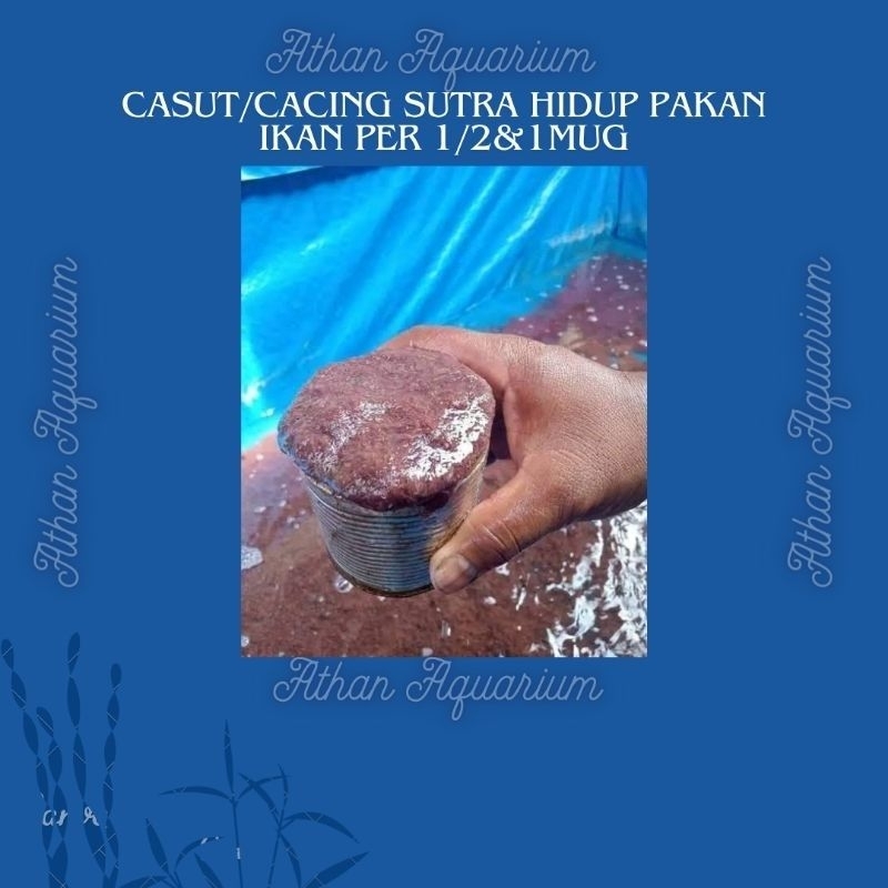 Jual Cacing Sutra (Casut) hidup Pakan ikan Hias per 1/2&1Mug | Shopee ...