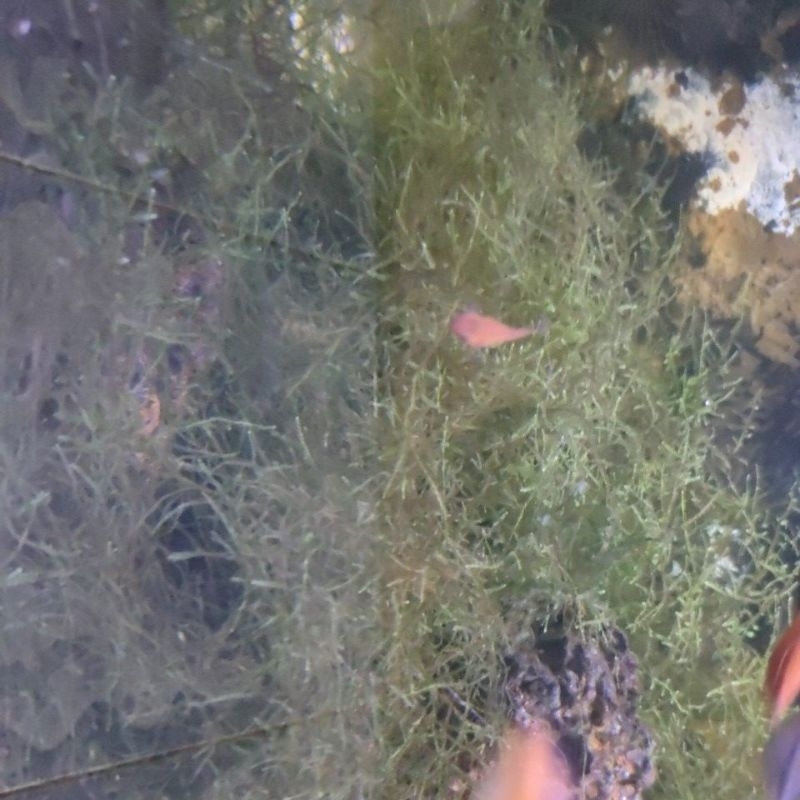 Jual java moss | Shopee Indonesia