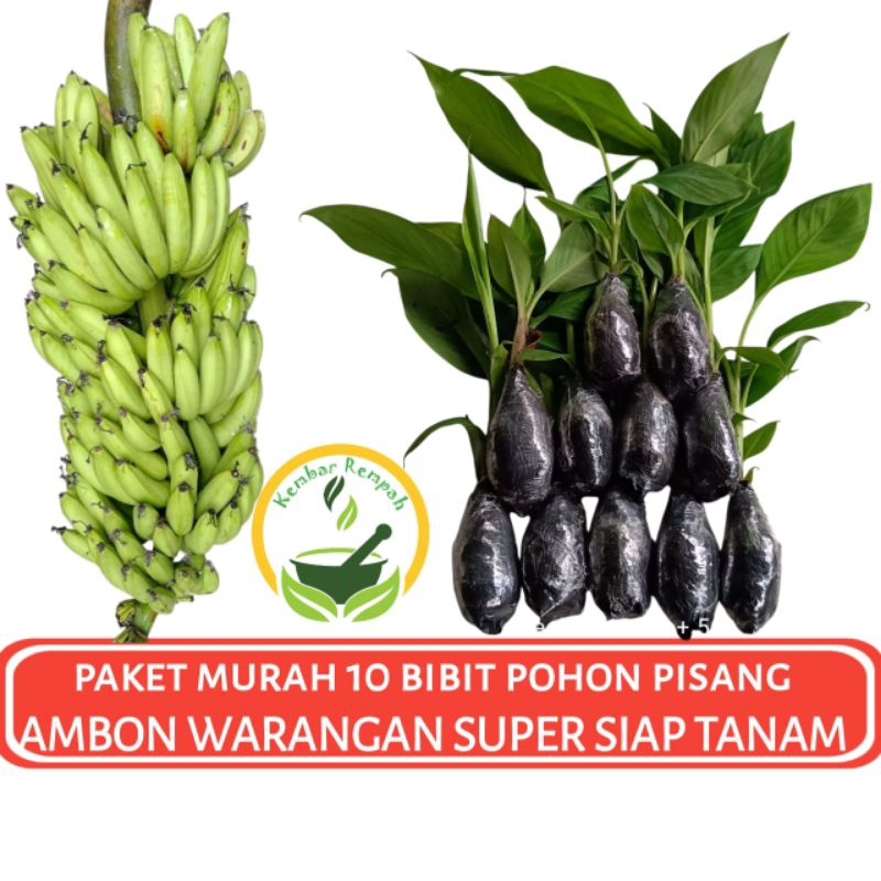 Jual Paket Murah 10 Bibit Pohon Pisang Ambon Warangan Super Unggul Siap ...