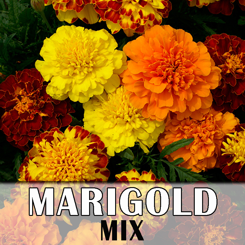 Jual BIJI BENIH BUNGA MARIGOLD MERAH KUNING ORANGE MARIGOLD CRACKER ...