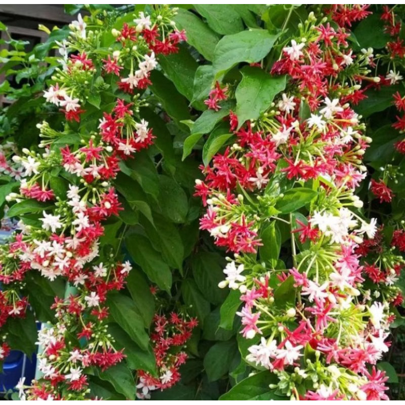 Jual tanaman melati belanda | Shopee Indonesia