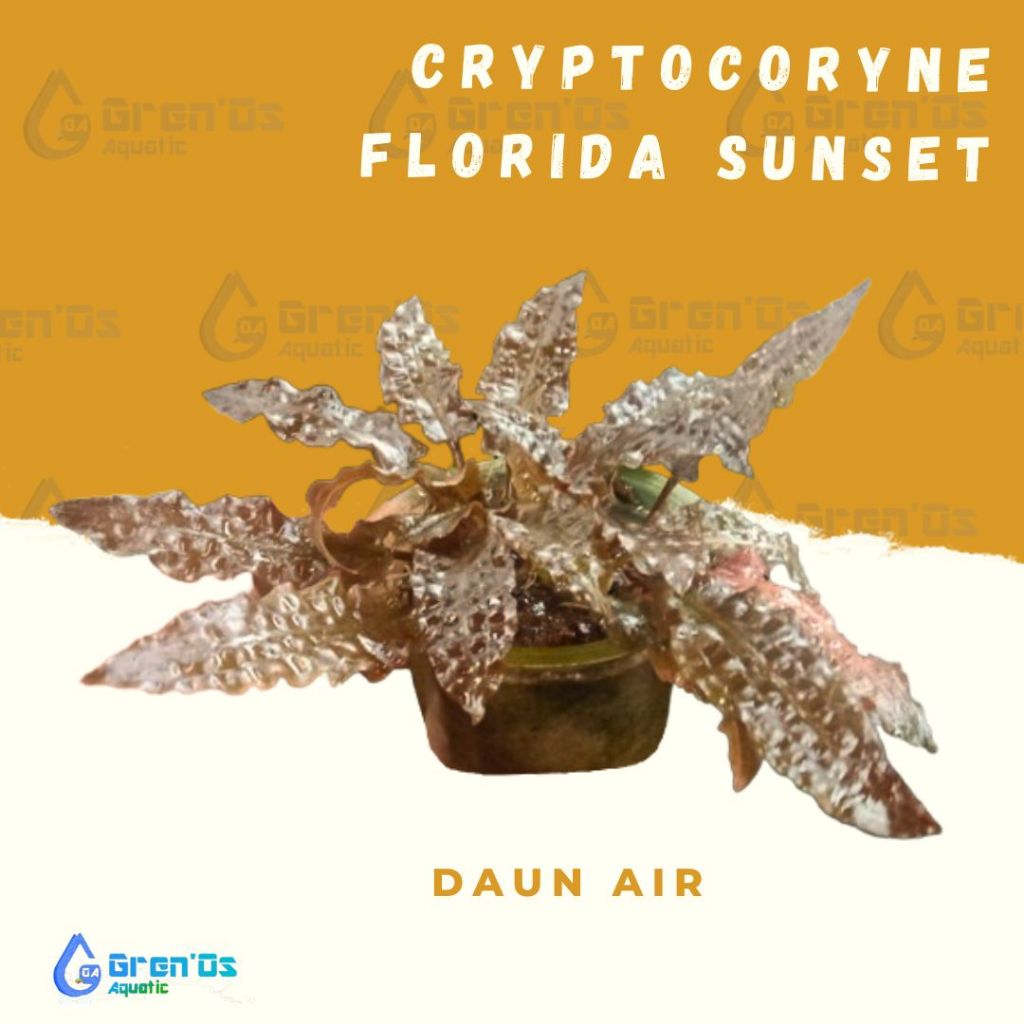 Jual Crypto Cryptocoryne Florida Sunset Tanaman Tumbuhan Aquascape ...