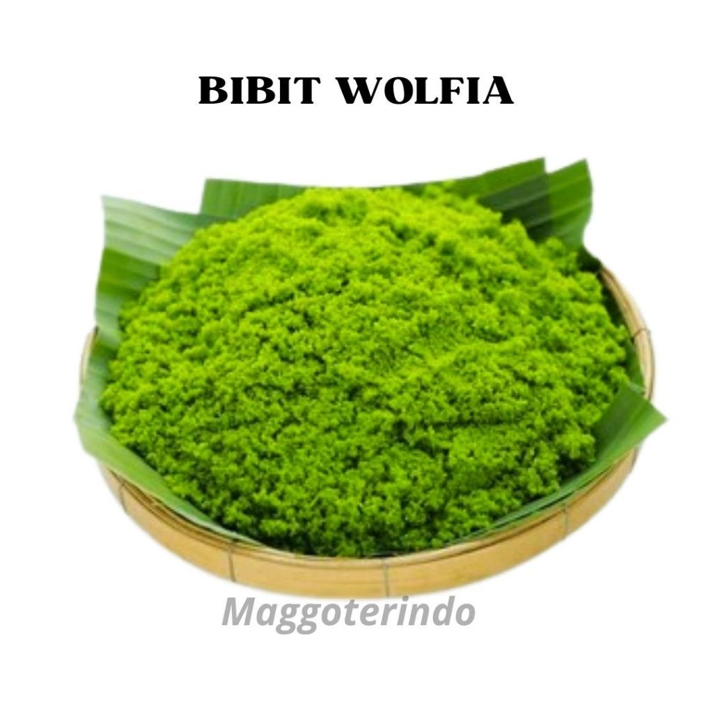 Jual Wolfia bibit tanaman air pakan ternak ikan 1 kg | Shopee Indonesia