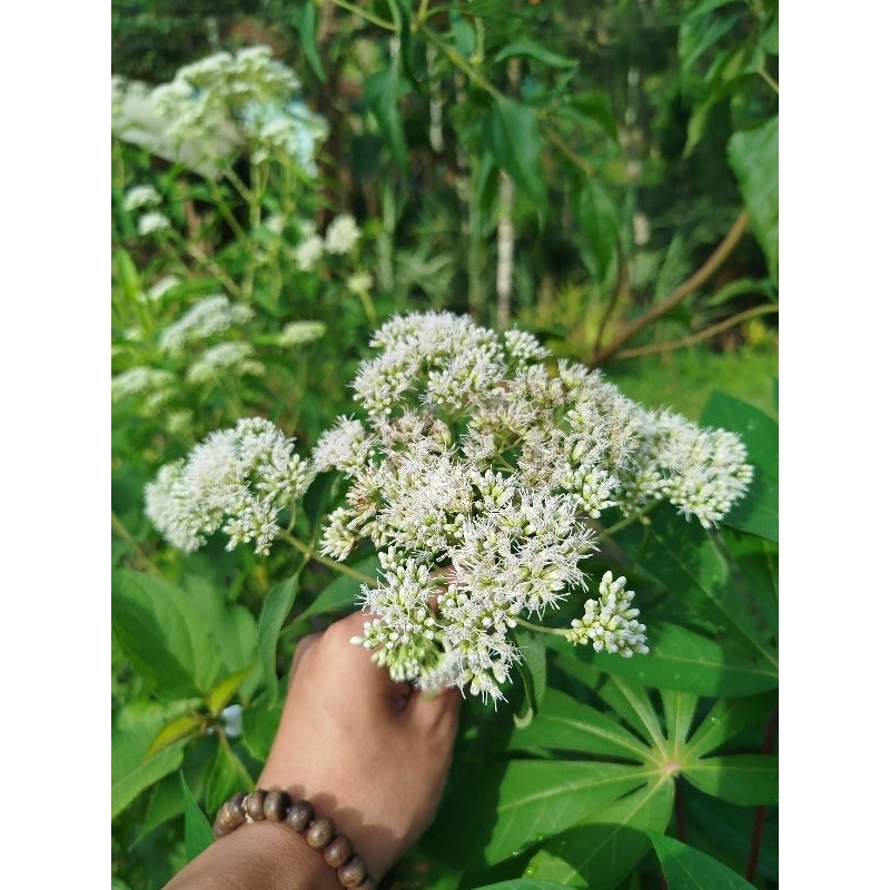 Jual Bunga balakacida kirinyuh cantik hiasan | Shopee Indonesia