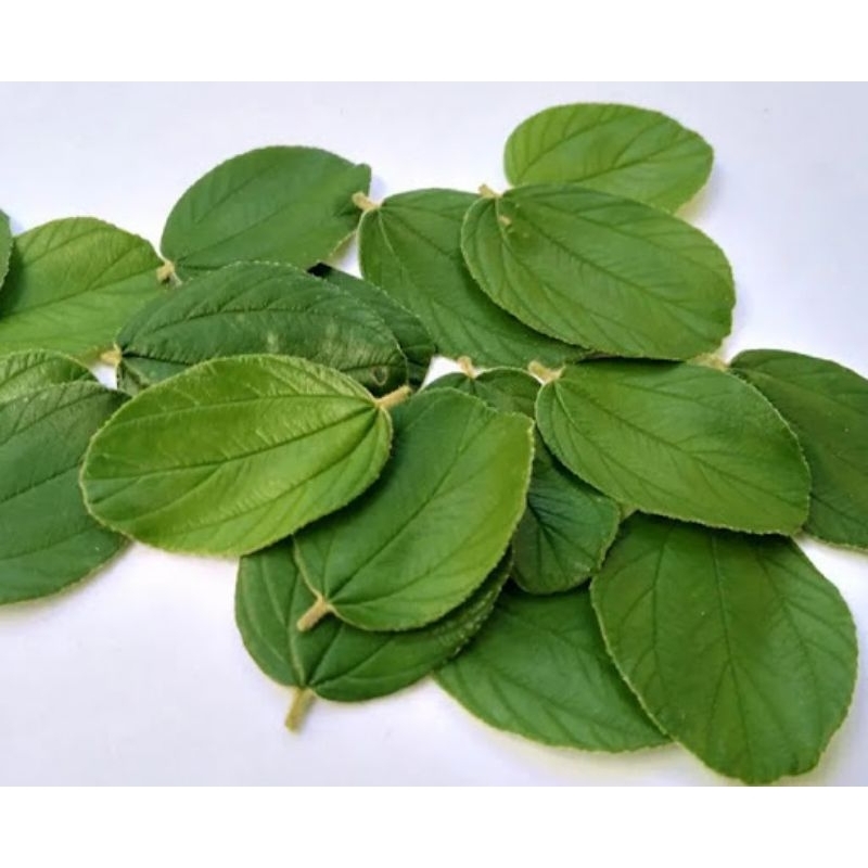 Jual 50 lembar daun Bidara arab asli non pestisida,daun tanaman bidara ...