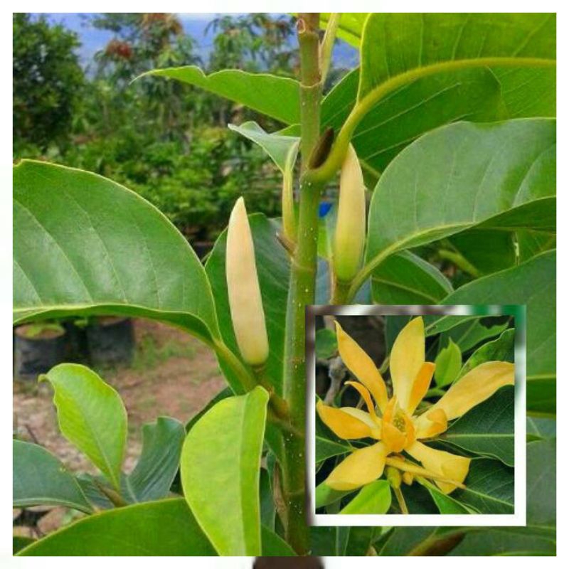 Jual Bibit bunga kantil cocok untuk di tambulan pot (berkualitas ...