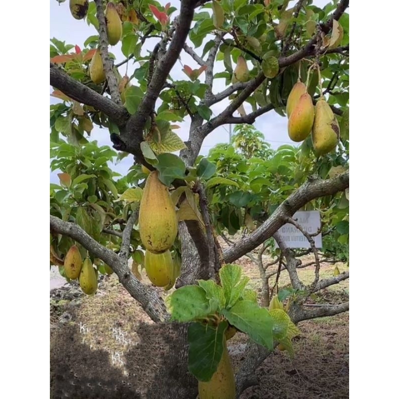 Jual pohon alpukat yellow kuning hasil sambung | Shopee Indonesia