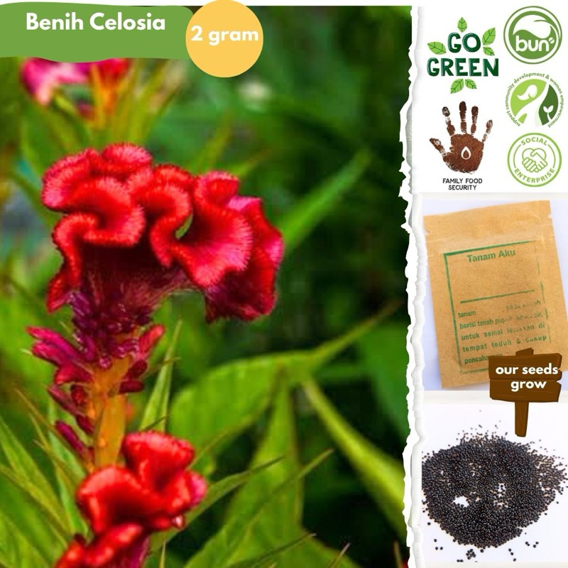 Jual Benih Bunga Celosia Jengger Ayam Organik Lokal | Shopee Indonesia