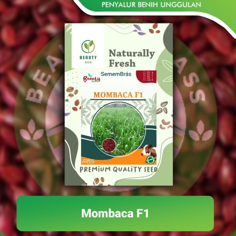 Jual 200 Benih Biji Rumput Mombasa - Mombaca F1 ±200 Biji Urban Farming ...