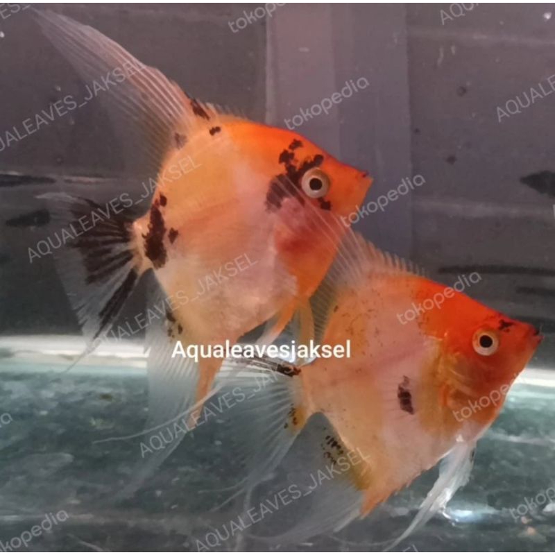 Jual Manfish red devil sepasang ikan hias aquascape | Shopee Indonesia