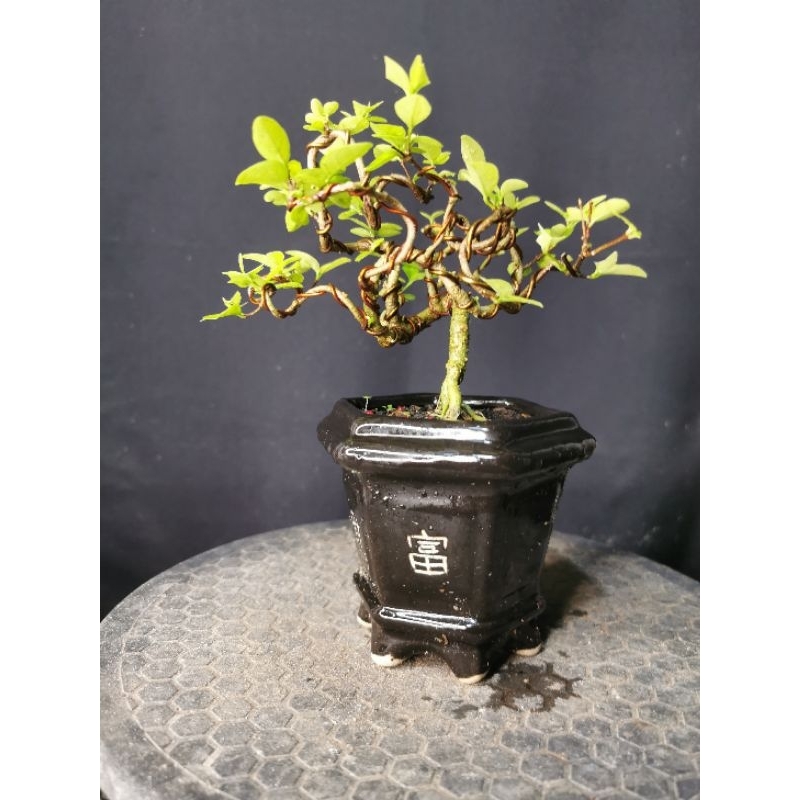 Jual Anting Putri Mame / Bonsai Mini | Shopee Indonesia