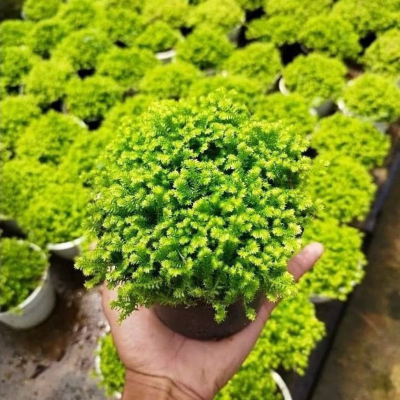 Jual Tanaman Lumut Papua - Ambon - Selaginella Kraussiana "Dwarp ...