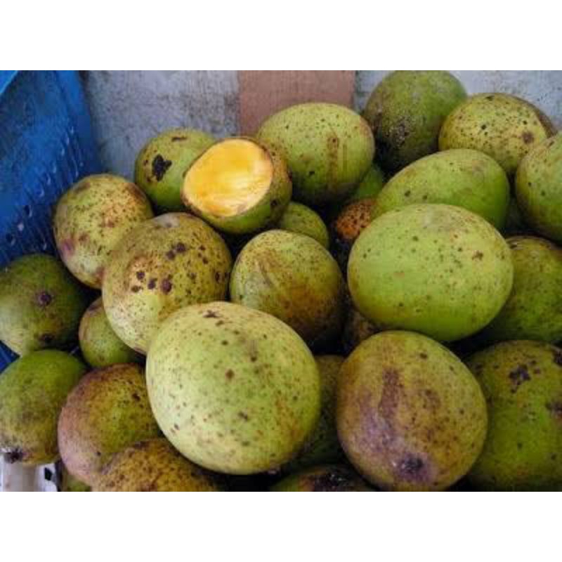 Jual Buah Bacang/Limus cocok untuk rujakan,1kg | Shopee Indonesia
