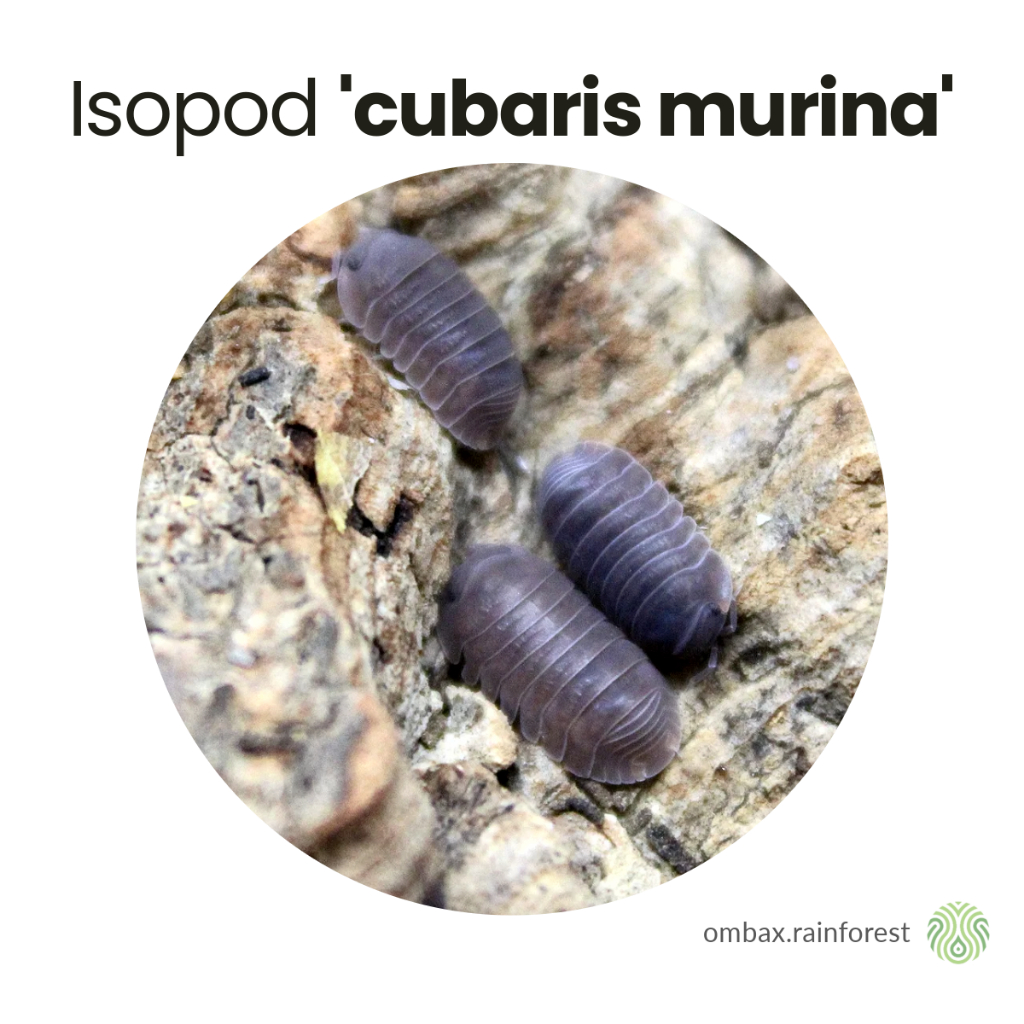 Jual Isopoda Cubaris Murina - Isopod Eksotis untuk Vivarium & Terrarium ...