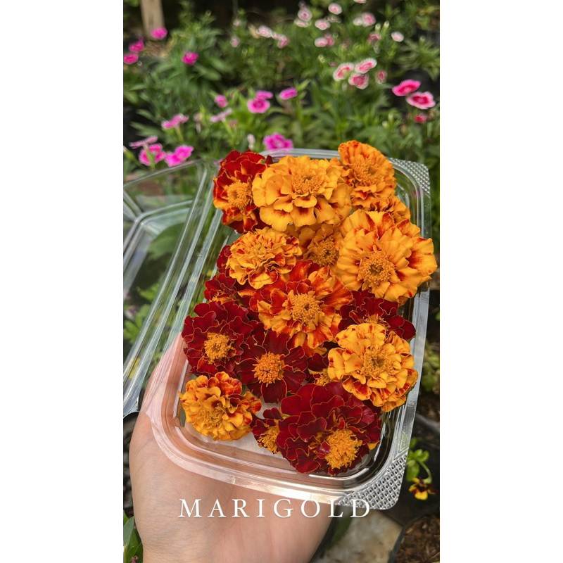 Jual marigold edible flower | garnish makanan | garnis minuman | Shopee ...