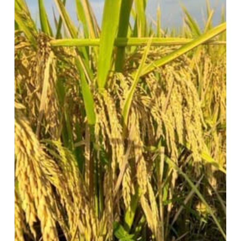 Jual BENIH BIBIT PADI INPARI PAJERO SUPER KUALITAS UNGGUL KEMASAN 5KG ...