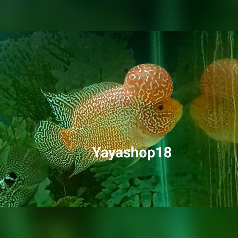 Jual GOLDEN BASE LOUHAN | Shopee Indonesia