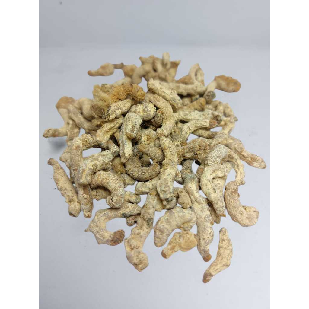 Jual Bai Jiang Can / Jiang Chong / Ulat Sutra Kering - Body of Sick ...