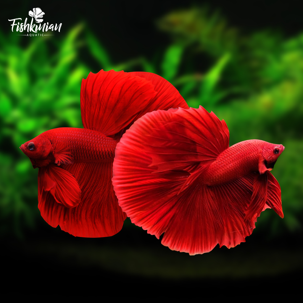 Jual halfmoon/hm/super/red | Shopee Indonesia