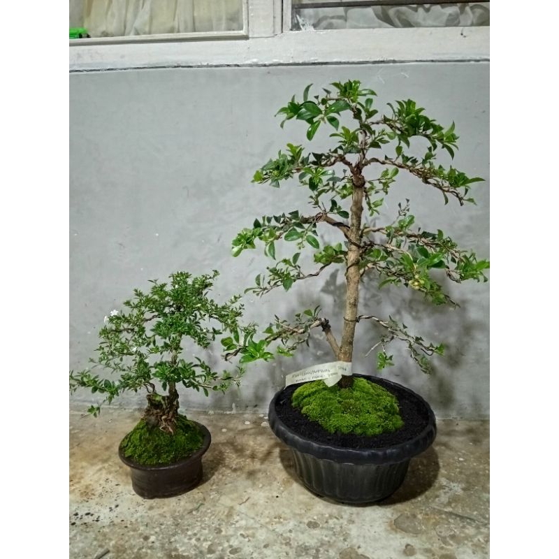 Jual Bonsai Jambu Lilly Pilly + Melati Jepang | Shopee Indonesia