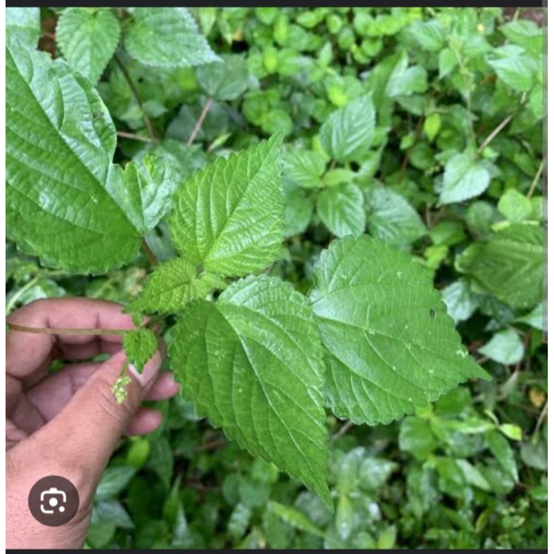 Jual Jual Daun jelatang daun Gatal atau daun pulus segar fres 100 gram ...