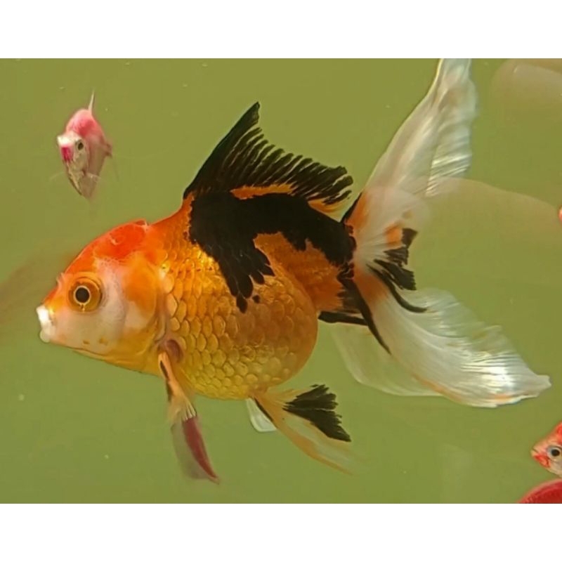 Jual IKAN KOKI GOLDFISH ORANDA LONGTAIL BUTTERFLY 7 - 9 CM | Shopee ...